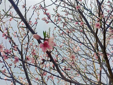 Peach Blossom Tree Background In Spring Spring Flowers Floral