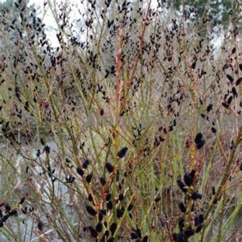 Саженцы ивы Меланостахис купить в Москве и Подмосковье недорого из питомника