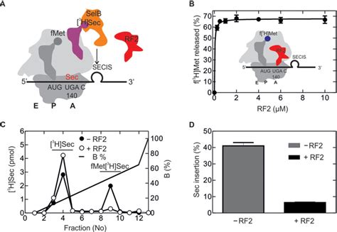 Sec Incorporation In Vitro Guided By A Short Model Mrna A Schematic