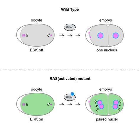 Erk Activation Dynamics In Maturing Oocyte Controls Embryonic Nuclear Divisions In