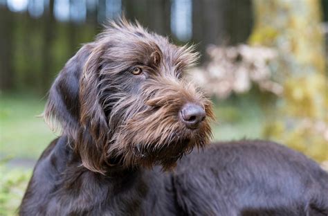 Pudelpointer Dog Breed Health And Care Petmd