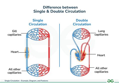 What Is Single Circulation Geeksforgeeks