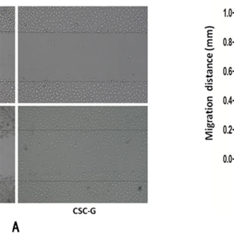 A The Cell Migration Image Of The 0th And The 24th B Comparison Of Download Scientific