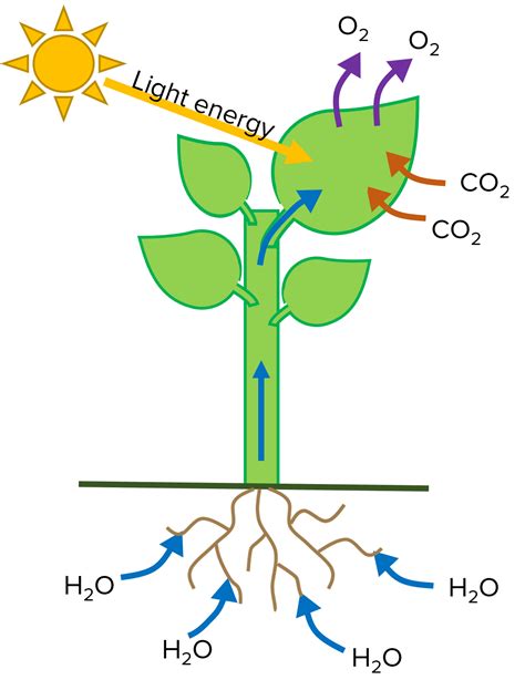 Photosynthesis Questions And Revision Mme