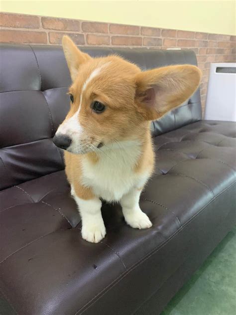 Best Quality Corgi Puppies For Sale In Singapore October 2019