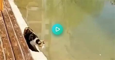 Fish Terminator Album On Imgur