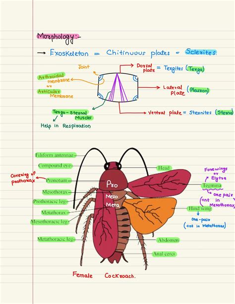 Cockroach Ncert Short Notes Anatomy Physiology Habitat And Behavior In 2025 Learn Biology