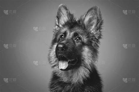小狗 自然美 德国牧羊犬 机敏 留白 水平画幅 动物身体部位 猎犬 人的眼睛 哺乳纲
