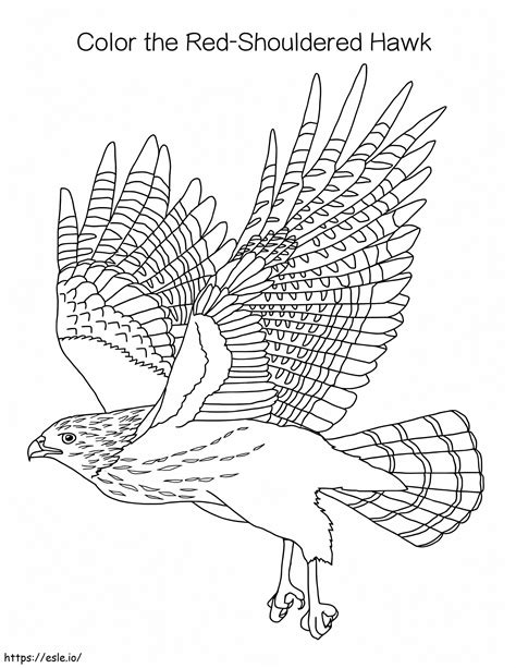 Red Shouldered Hawk Coloring Page