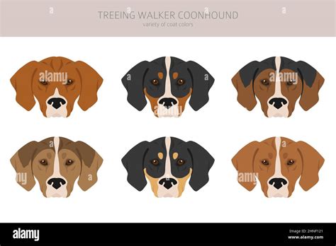 Treeing Walker Coonhound Treeing