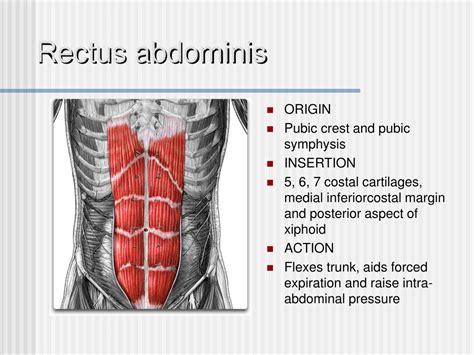 Ppt Regional Muscle Review Powerpoint Presentation Free Download