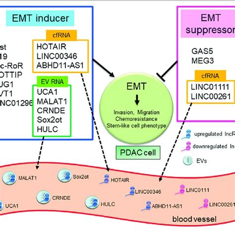 Lncrnas In Emt And Liquid Biopsy In Human Pdac Schematic Overview