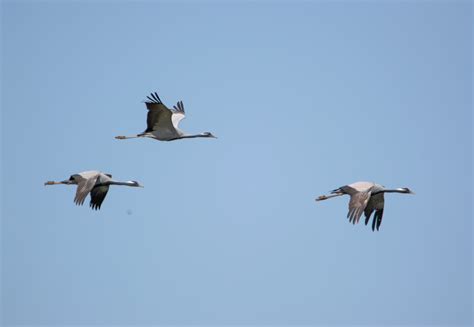 რატომ და როგორ მიგრირებენ ფრინველები Sabuko
