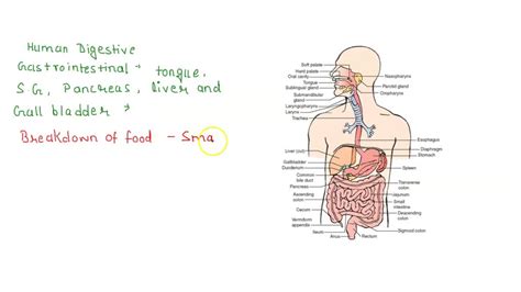 Correctly Identify All Structures Depicted In The Diagram Be
