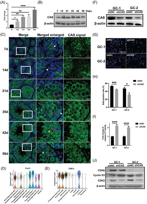 Expression Profile Of CAS During Mouse Testicular Development And Download Scientific Diagram