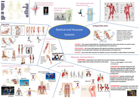 A Level Pe Ocr Skeletal And Muscular System Knowledge Organiser Teaching Resources