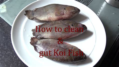Bengali Koi Fish In English 8 Best Bengali Fish Recipes Koicarpforsale
