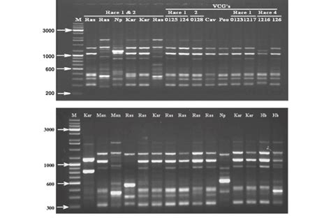 The Issr Fingerprinting Of Foc Isolates Of Different Cultivars Of Download Scientific Diagram