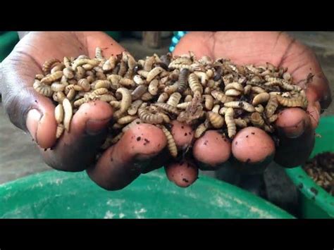Ogwang Morris On Linkedin Maggot Farming