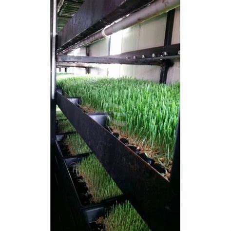 Manual Aluminum Eft Wg 12 Hydroponic Wheatgrass Machine Capacity 12