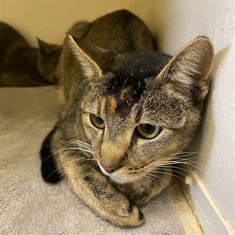 Dr Erna Have A Heart Namibia Spay And Neuter Project Facebook