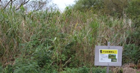 雑草が木になる前に！アカメガシワの駆除方法を解説 Kusakaroo｜くさかるー