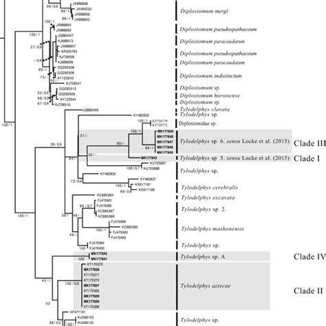 Maximum Likelihood Tree Inferred With Its 1 Its 2 And 58s Data Set
