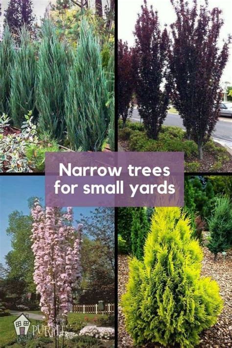Narrow Trees For Small Yards That Pack A Punch