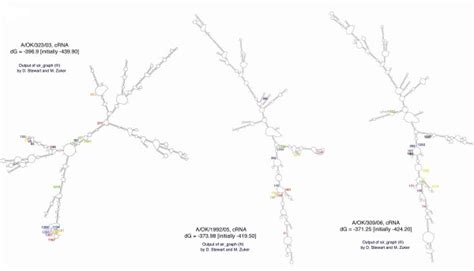 Potential Secondary Structures In Rna Segment 6 For A Ok 323 03 Left Download Scientific