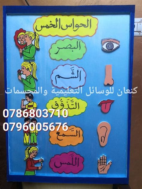 الحواس الخمس【2024】