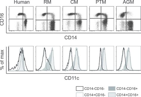 Comparison Of Cd11c Expression On Monocytes And Dc Among Primate Download Scientific Diagram