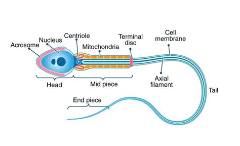 Flagella And Cilia Definition Structure And Functions Rs Science