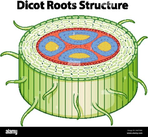 Dicot Root Microscope