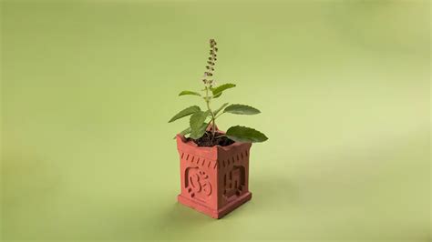 Caring For Tulsi Plant To Attract Wealth 5 Tips To Follow As Per