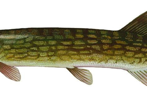 Chain Pickerel Nc Wildlife