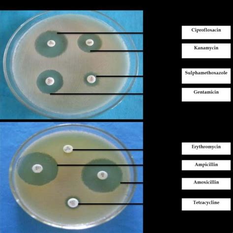 Antibiotic Sensitivity Pattern Of P Multocida Download Scientific