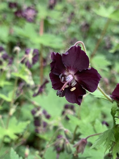 For Shade Geranium Phaeum The Beth Chatto Gardens
