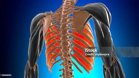 의료 개념 3d에 대한 가장 안쪽 간 근육 해부학 근육에 대한 스톡 사진 및 기타 이미지 근육 0명 3차원 형태 Istock