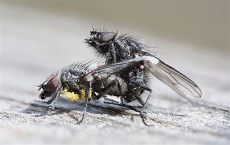 Feeling Frisky By Robert Eede On Deviantart