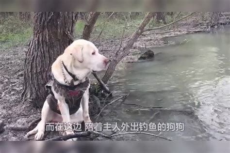 被困意打败！只小奶狗说困就困，多一秒都撑不住了小奶