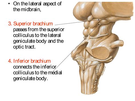 Midbrain And Cerebellum Ppt