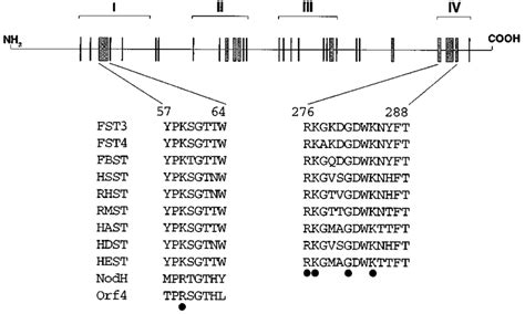 Schematic Representation Of The Conserved Regions Among Sts And Amino