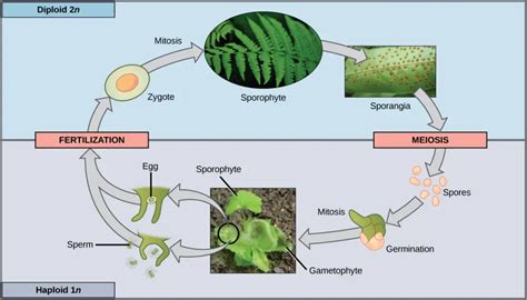Sexual Reproduction Stages Types Advantages Examples Biology