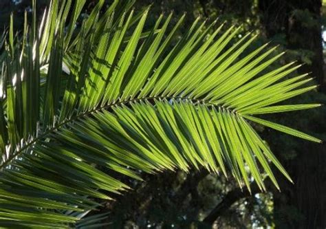 Palm Grove Upper View Figure 3 Ringworm Of Palm Tree Download Scientific Diagram