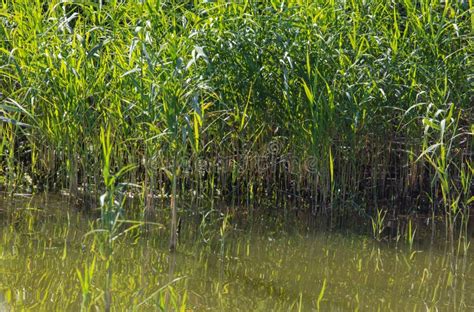 Reed Grows In Water On A Pond Stock Image Image Of Natural Swamp 139707649