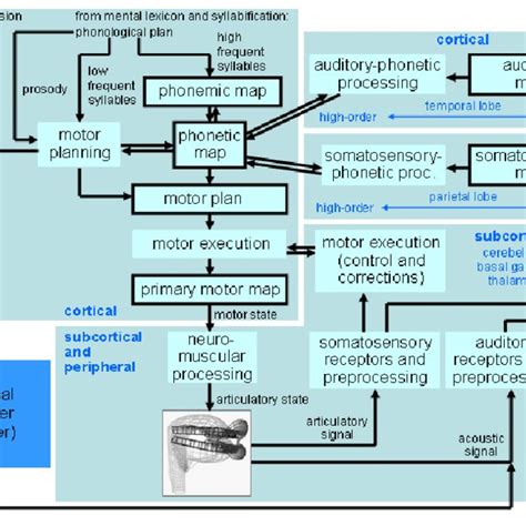 The Neural Model Of Speech Production Download Scientific Diagram