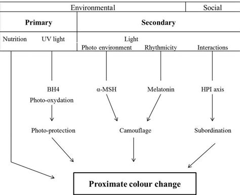17 Simplified Schematic Representation Of The Types Of Proximate Download Scientific Diagram