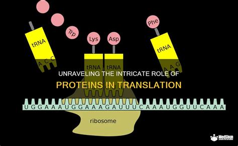 Unraveling The Intricate Role Of Proteins In Translation Medshun