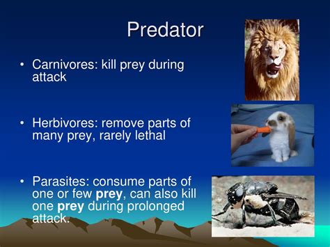 Predator Vs Prey Ppt Download