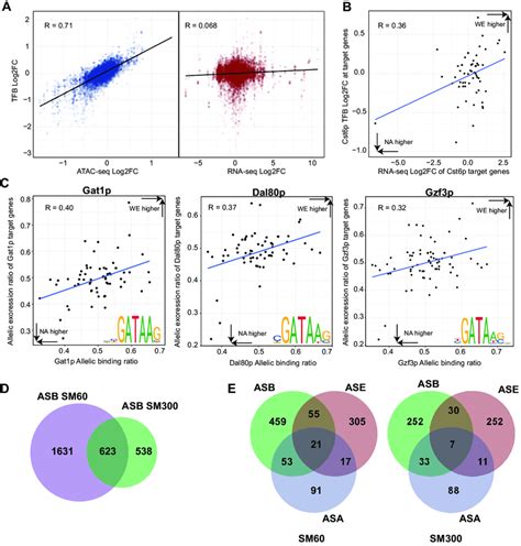 Allele Specific Differences In Transcription Factor Binding A Download Scientific Diagram